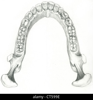 Dental anatomy - Mandibular Second premolar tooth. Medically accurate ...