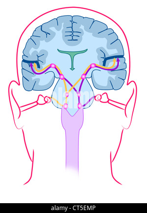 The auditory system is the sensory system for the sense of hearing ...