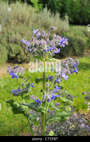 Common borage in bloom (Borago officinalis), Boraginaceae Stock Photo ...