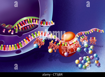 PROTEIN SYNTHESIS, DRAWING Stock Photo - Alamy