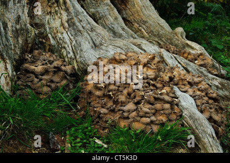 A large hen of the woods fungus (Grifola frondosa) growing from the ...