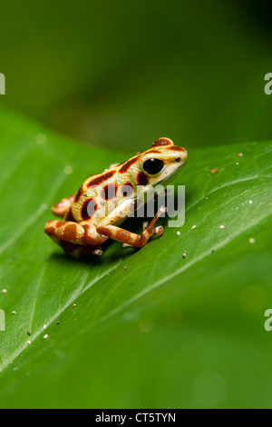 Yellow and green Strawberry Poison Dart Frog on Isla Colon, Bocas del ...