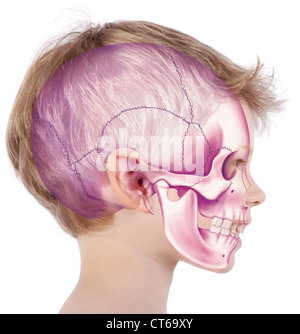 cranium skull without lower jaw Stock Photo: 1418169 - Alamy