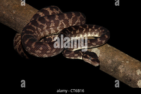 Rough-scaled Python (Morelia carinata) Defensive posture - Australia ...