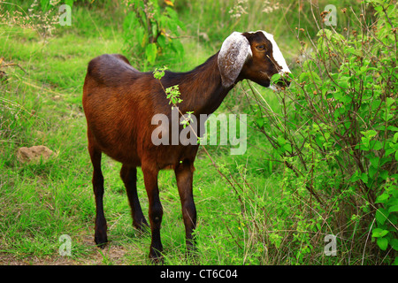 Wild mountain brown kid and nanny goats on rocky cliff against ...