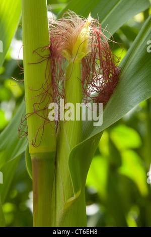 field of new green corn, agriculture landscape Stock Photo - Alamy