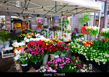 Flower Stall off Place du Marche Neuf,Strasbourg,France Stock Photo - Alamy