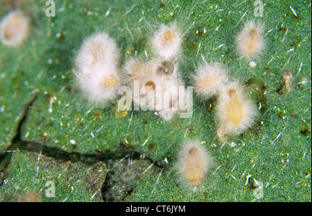 Development of entomopathogenic fungus Verticillium lecanii on aphid ...