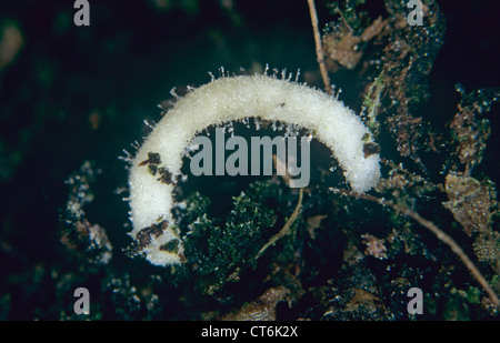 Sciarid fly larva Lycoriella auripila parasitised by nematodes ...