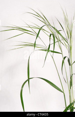 Sterile brome Bromus sterilis flowering in wheat crop coming into ear ...