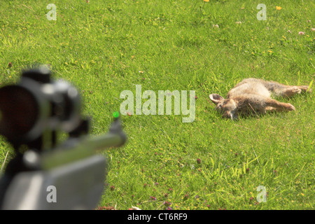 An air rifle aiming at a wild dead rabbit which had just been shot ...