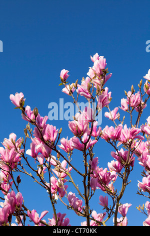 Branch with pink magnolia blossoms ( Magnoliaceae Stock Photo - Alamy