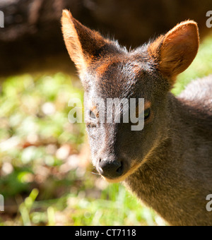Southern pudu Pudu puda Stock Photo - Alamy