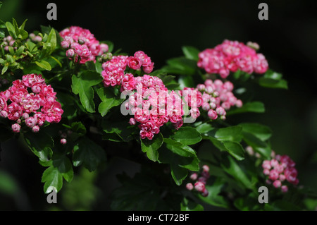 Hawthorn Tree blooming in spring Stock Photo - Alamy