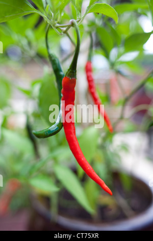 Red chilli plant Stock Photo - Alamy