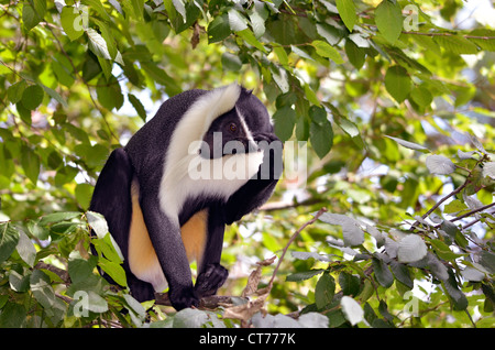Black and white diana monkey of Roloway (Cercopithecus diana) seated on ...