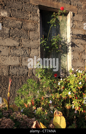 roses at wooden door in old house Madeira, Portugal, Europe. Photo by ...