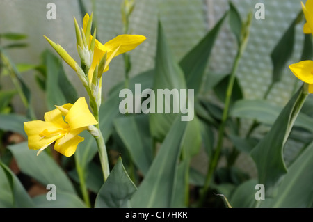 Canna 'ra' - True Water Canna - Close up flower detail Stock Photo - Alamy