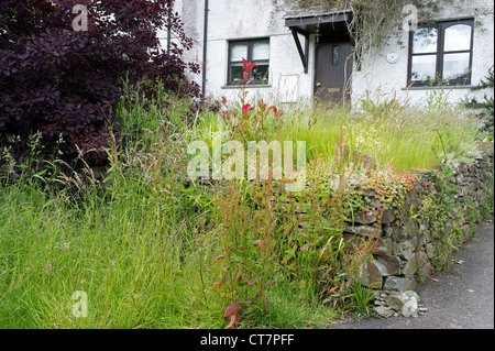 Overgrown garden with uncut lawn Stock Photo - Alamy