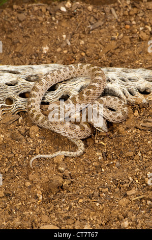 Desert Nightsnake Hpysiglena torquata Tucson, Pima County, Arizona ...