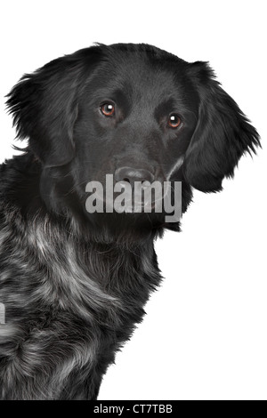 Stabyhoun,Frisian pointing breed, in front of a white background Stock ...