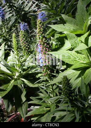 Tangle of plants Stock Photo - Alamy