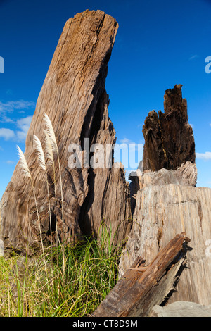 Native New Zealand flora 7 - Toi Toi grass and Kauri tree trunks Stock ...