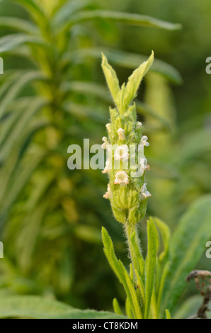 Yellow lavender (Lavandula viridis Stock Photo - Alamy