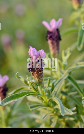 Topped lavender, lavandula stoechas Stock Photo - Alamy