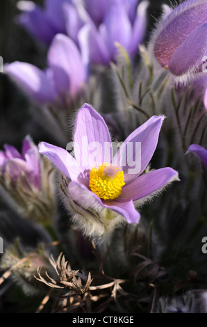 Spring Pasque flower (Pulsatilla vernalis, Anemone vernalis), Passo ...