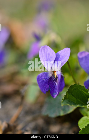 Sweet Violet (Viola odorata) flowering plant, studio picture Stock ...