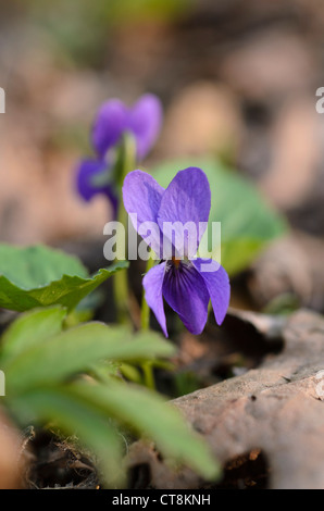 Sweet Violet (Viola odorata) flowering plant, studio picture Stock ...