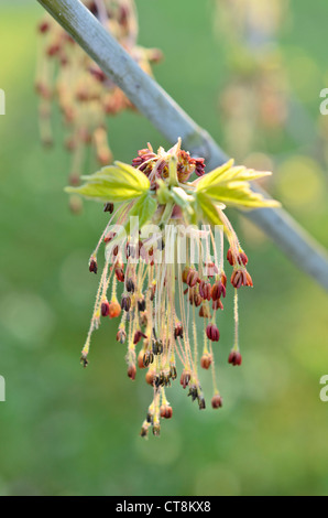 Tree Ash-leaved Maple Spring Blossom Still Green Seeds Stock Photo - Alamy