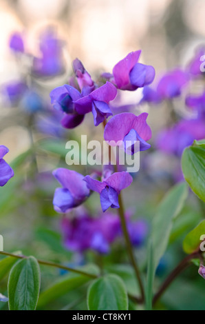 Spring Pea (Lathyrus vernus) flowering, growing in woodland, Vercors ...