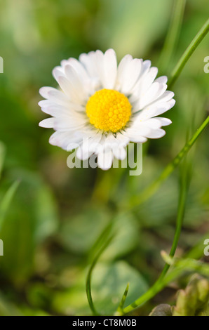Wild Daisy (Bellis Perennis) flower with a brown fallen tree leaf on ...