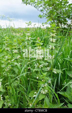 White dead nettle (Lamium album), isolated on white background Stock ...
