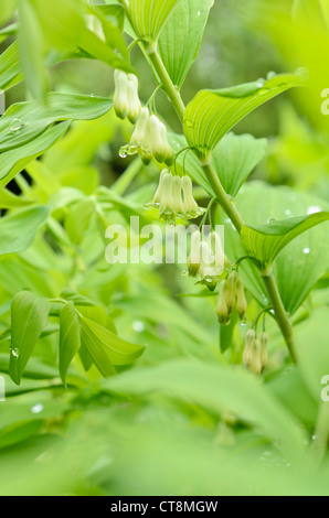 A Solomon's seal plant (Polygonatum species): flowering stem, root and ...