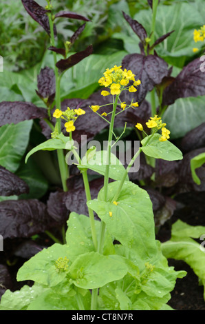 Flowers of Chinese Cabbage or Pak Choi, Brassica rapa chinensis "Ivory ...