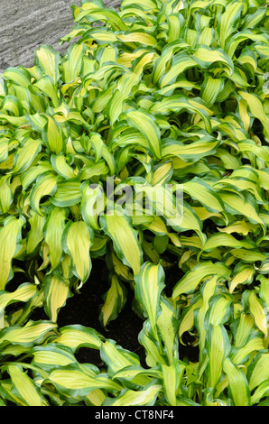 Hosta 'First Mate' Stock Photo - Alamy