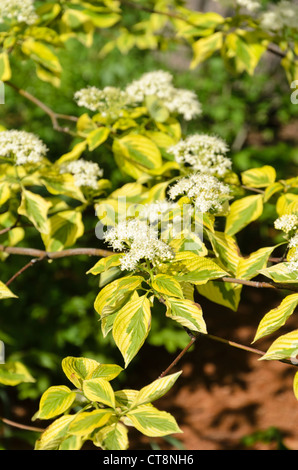 Cornus alternifolia L Cornus alternifolia L Stock Photo - Alamy