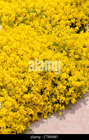Hardy Dwarf Broom (genista lydia Stock Photo - Alamy