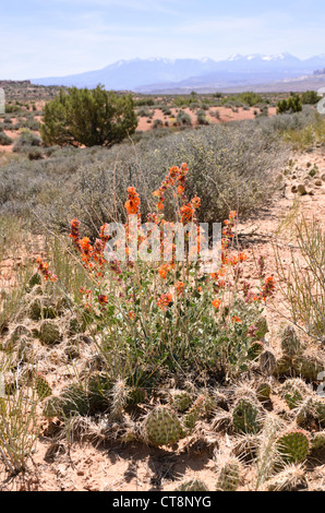 Small-leaved globe mallow (Sphaeralcea parvifolia Stock Photo - Alamy