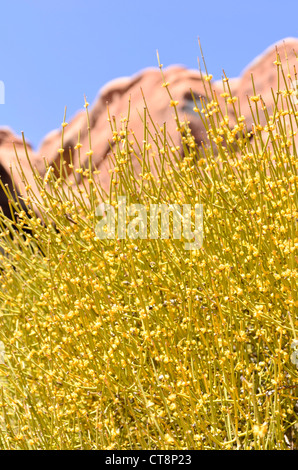 Mormon tea plant (Ephedra viridis) in Canyonlands National Park, Utah ...