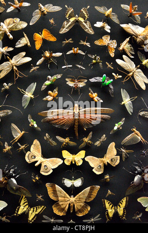 Display of moth collection Stock Photo - Alamy