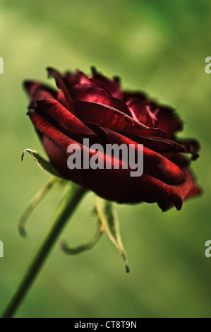 A vertical shot of the rose flowers on a wooden table Stock Photo - Alamy