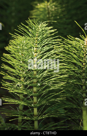 Horsetail weed - equisetum arvense - growing through tarmac - Scotland ...