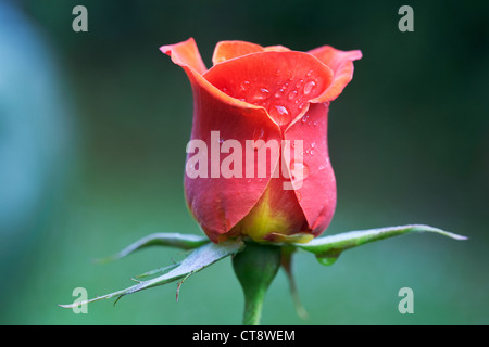 Rosa 'Remember me' Rose close up of flower Stock Photo - Alamy