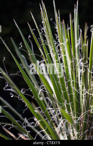 A vertical shot of yucca plant in the garden Stock Photo - Alamy