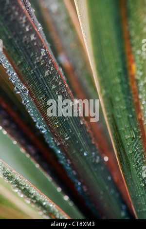 Macro, close-up of Cordyline australis Red Star leaves covered with ...