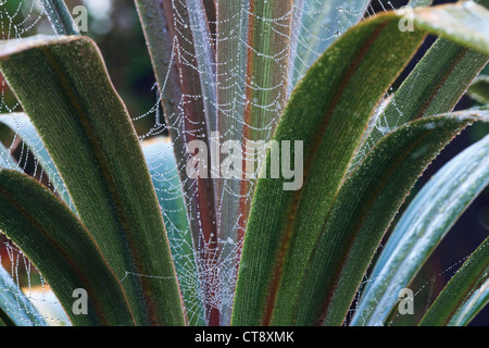 Macro, close-up of Cordyline australis Red Star leaves covered with ...
